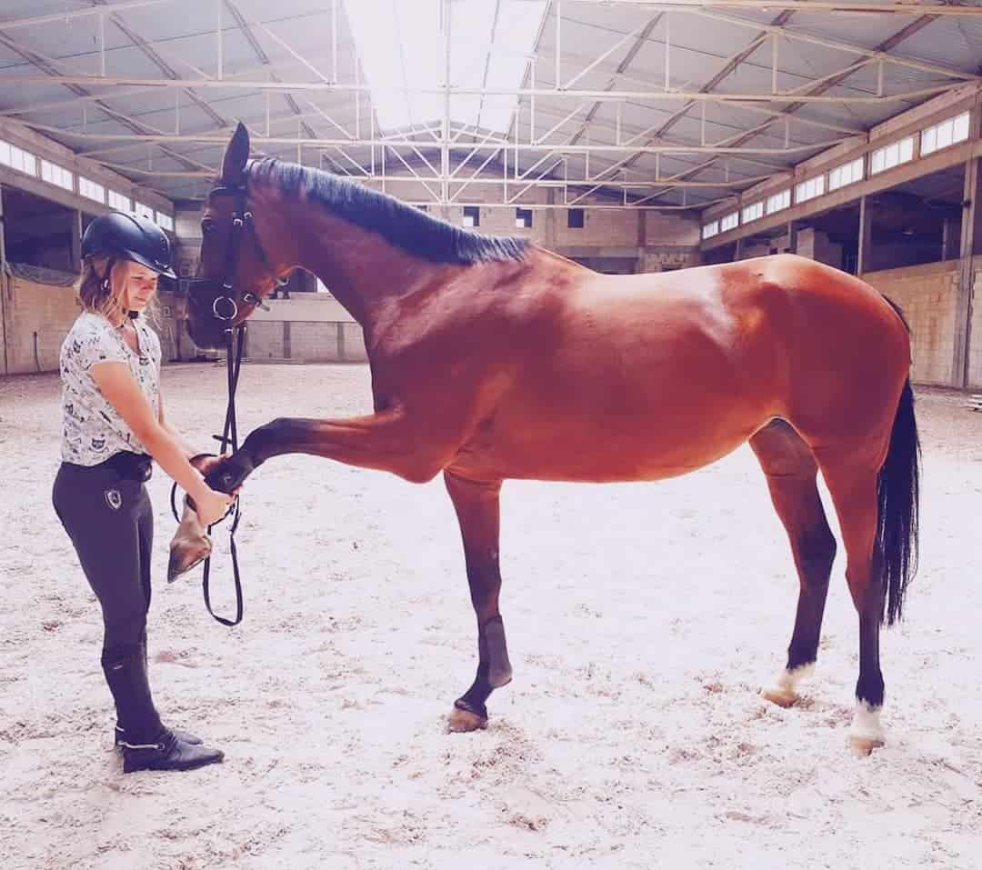 6 essential ground manners every horse should have - Seriously Equestrian