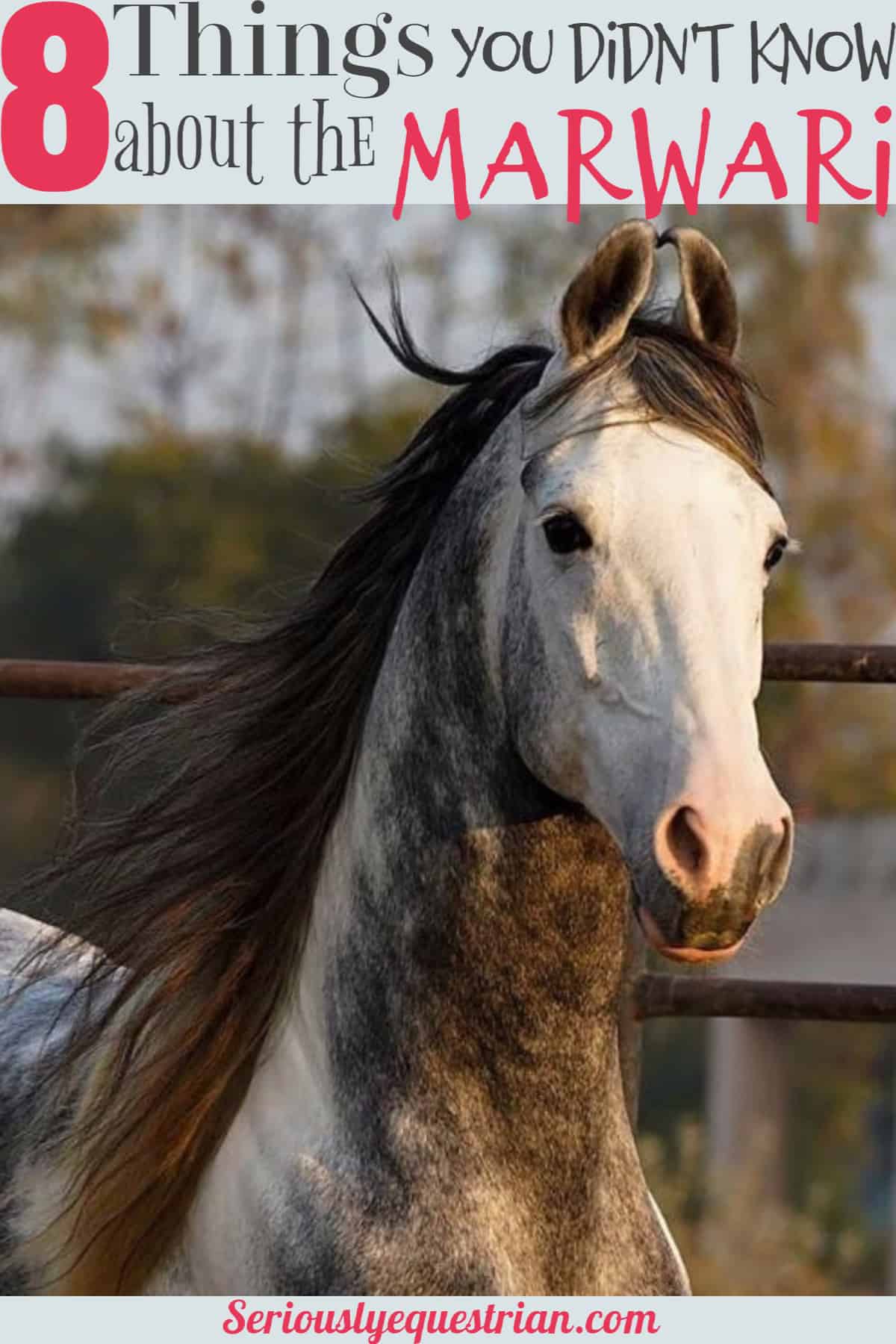 8 Things You Didn t Know About The Marwari Horse Seriously Equestrian