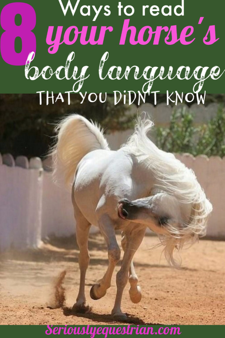 8 Ways to read your Horses’ Body Language - Seriously Equestrian