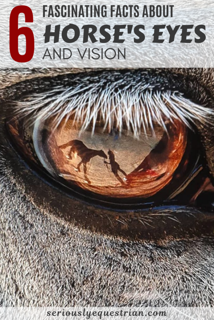 6 Facts about Horse Vision that you didn't Know - Seriously Equestrian