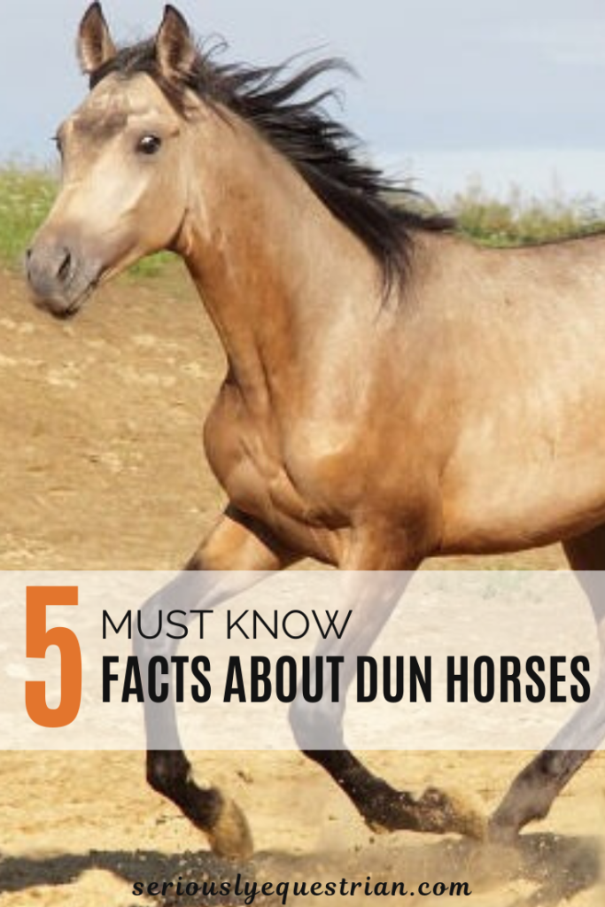 5 Must Know Facts About Dun Horses - Seriously Equestrian