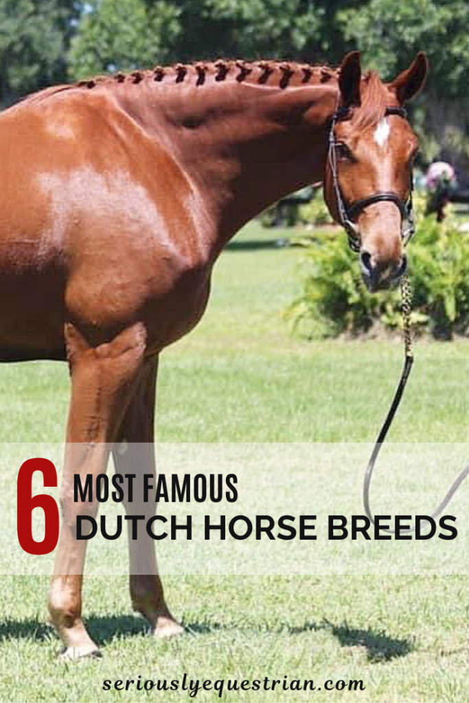 6 Famous Dutch Horse Breeds - Seriously Equestrian