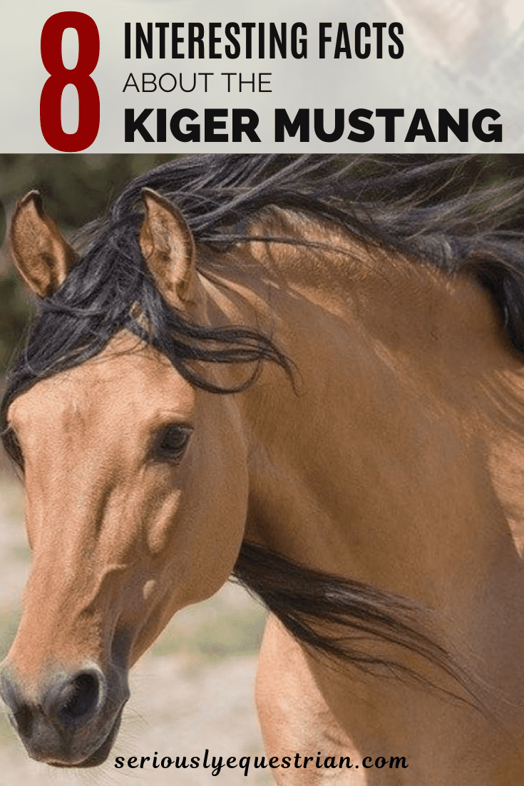 8 interesting Facts about the Kiger Mustang - Seriously Equestrian