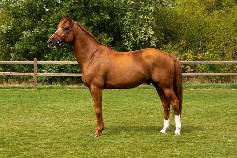 Warmblood Horse & Other Horse Types Explained - Seriously Equestrian