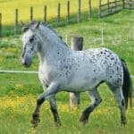 Percheron Horse- History, Colors, Uses, and Facts - Seriously Equestrian