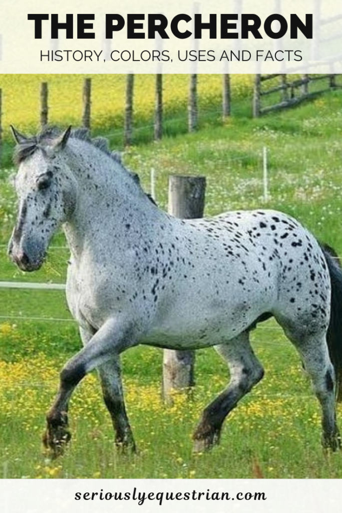 Percheron Horse- History, Colors, Uses, and Facts - Seriously Equestrian