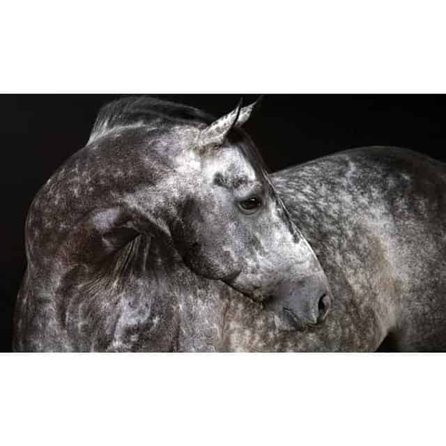 What is a Dapple Grey Horse? Horse Dappling explained - Seriously ...